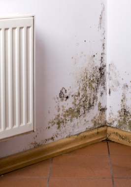 Eye Issues From Household Mold